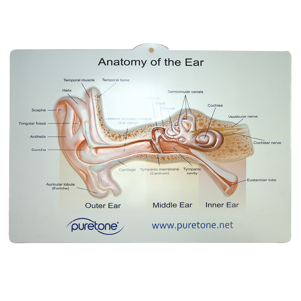 Wall Display - 3D Ear Organs (A3) - Puretone Professionals